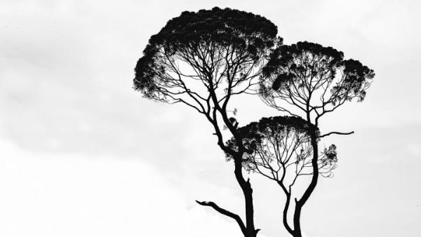 Poetry Re-Membering Me - Integrative Healing Now